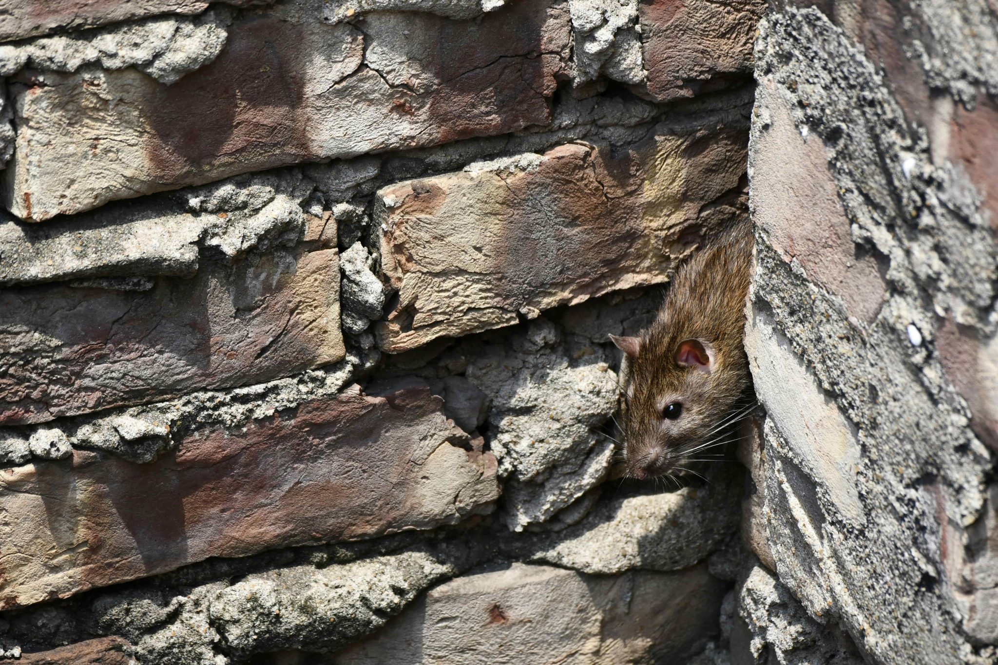 How Long Do Rats Live? | The Rat Life Cycle | Essex Pest Proof